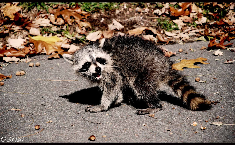 Vol. 1: Life and Times of...: Check this coon out...