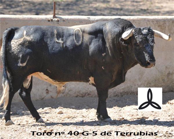 aficio al bou: toros para las fiestas de san juan de coria