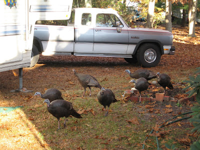 BASS RIVER TOWNSHIP, N.J. HISTORY . . . etc.: Seven Turkeys and ...