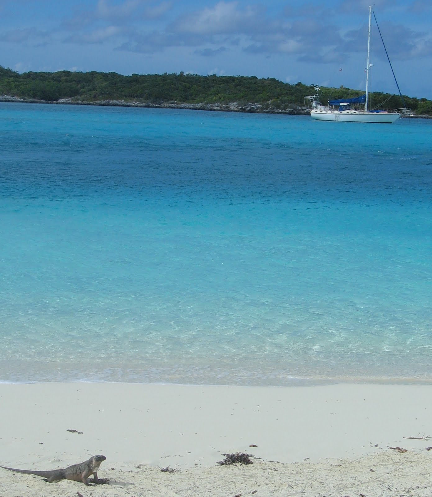 Cruising with Mr Mac: Allen’s Cay, Home Of The Allen’s Cay Iguana ...