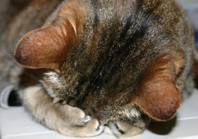 The Internet Surfer: Gosh Darn-it Photos