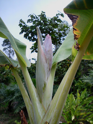 my Sarawak (1st Ed.): Watching the Banana Inflorescence