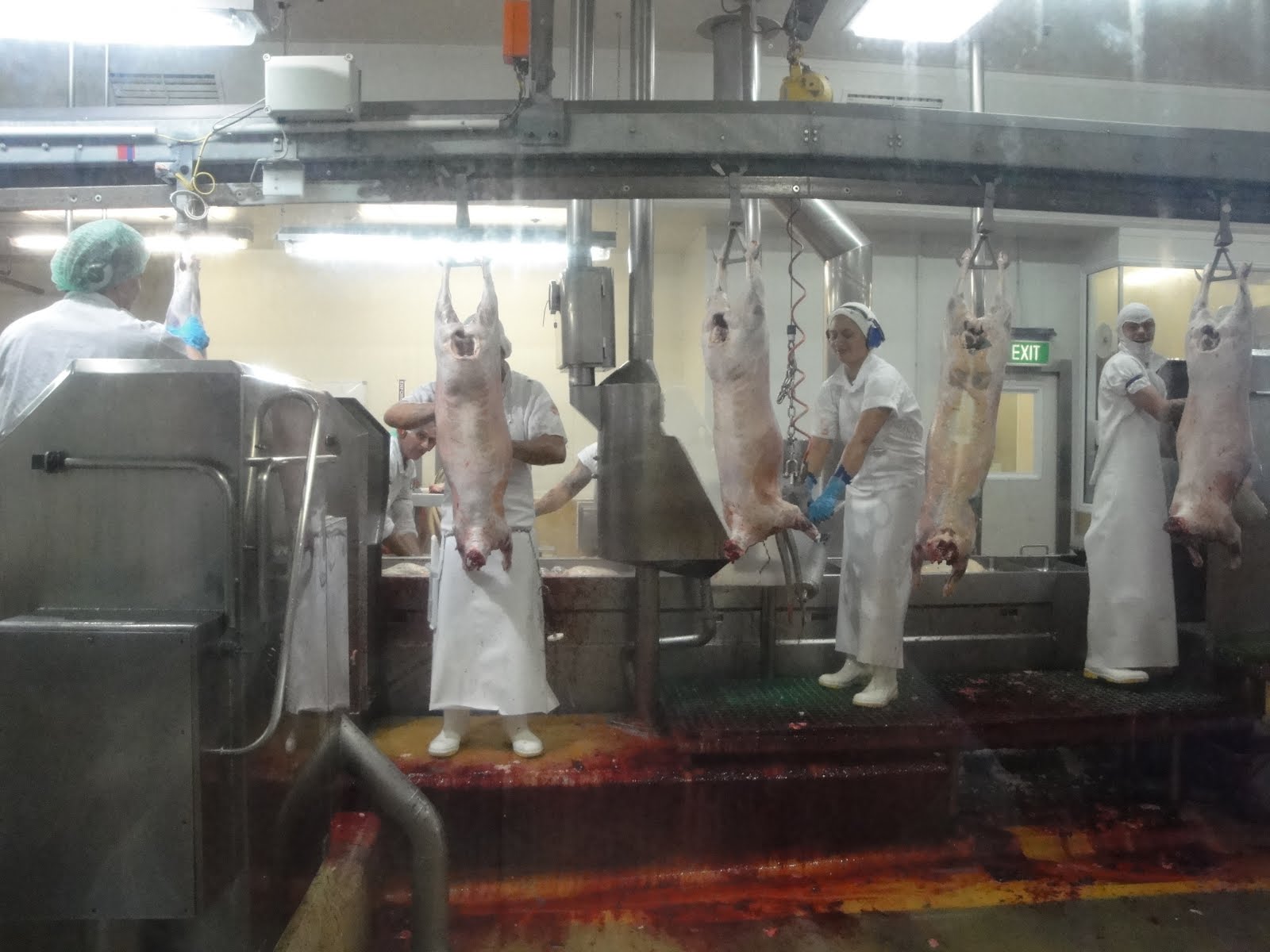 Kansas State University Master of Agribusiness: Sheep processing