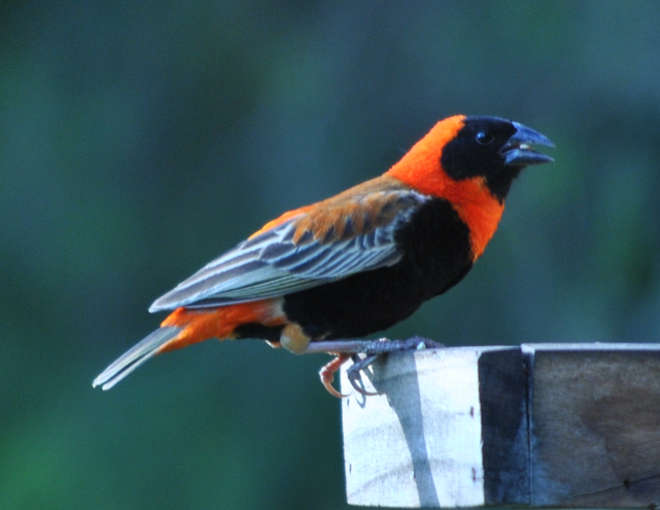 Birds at 40 on Ilkey B&B: Red Bishop