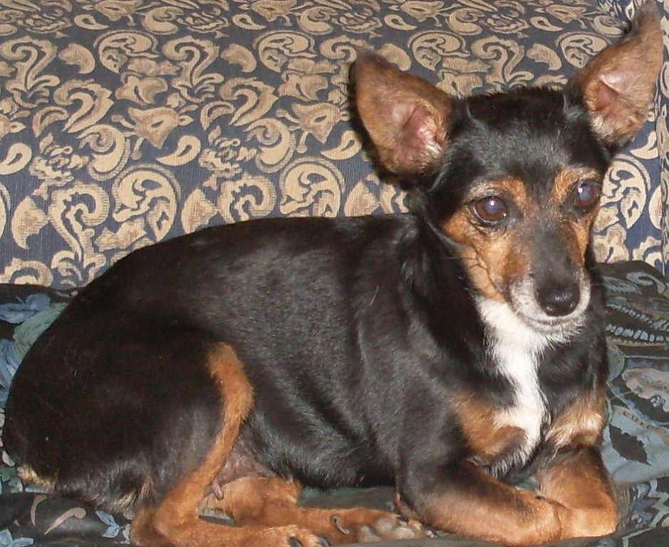 Adote, Não Compre!: ADOTADA!!! Pitucha, pequenina pinscher para adoção ...
