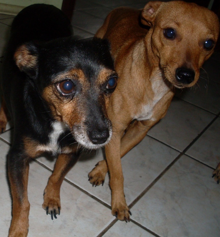 Adote, Não Compre!: ADOTADA!!! Pitucha, pequenina pinscher para adoção ...