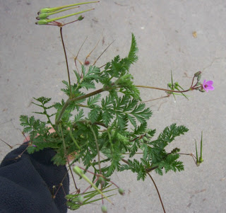 52 Weeks In A Ventura County Garden: Common Stork's Bill