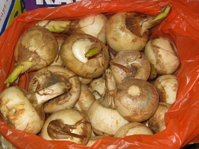 Ngaku (arrowhead chips)