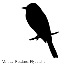 Info on Bird: Posture