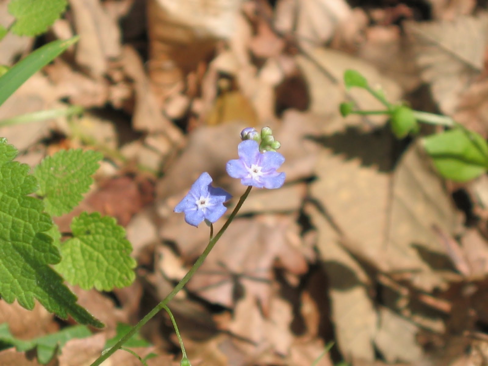 Das plantas e das pessoas: Omphalodes nitida (Boraginaceae)