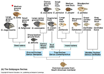 Honors Biology @ Lawrenceville: Darwin's Finches Activity