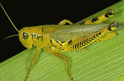 Yavapai Gardener: Summer Pests