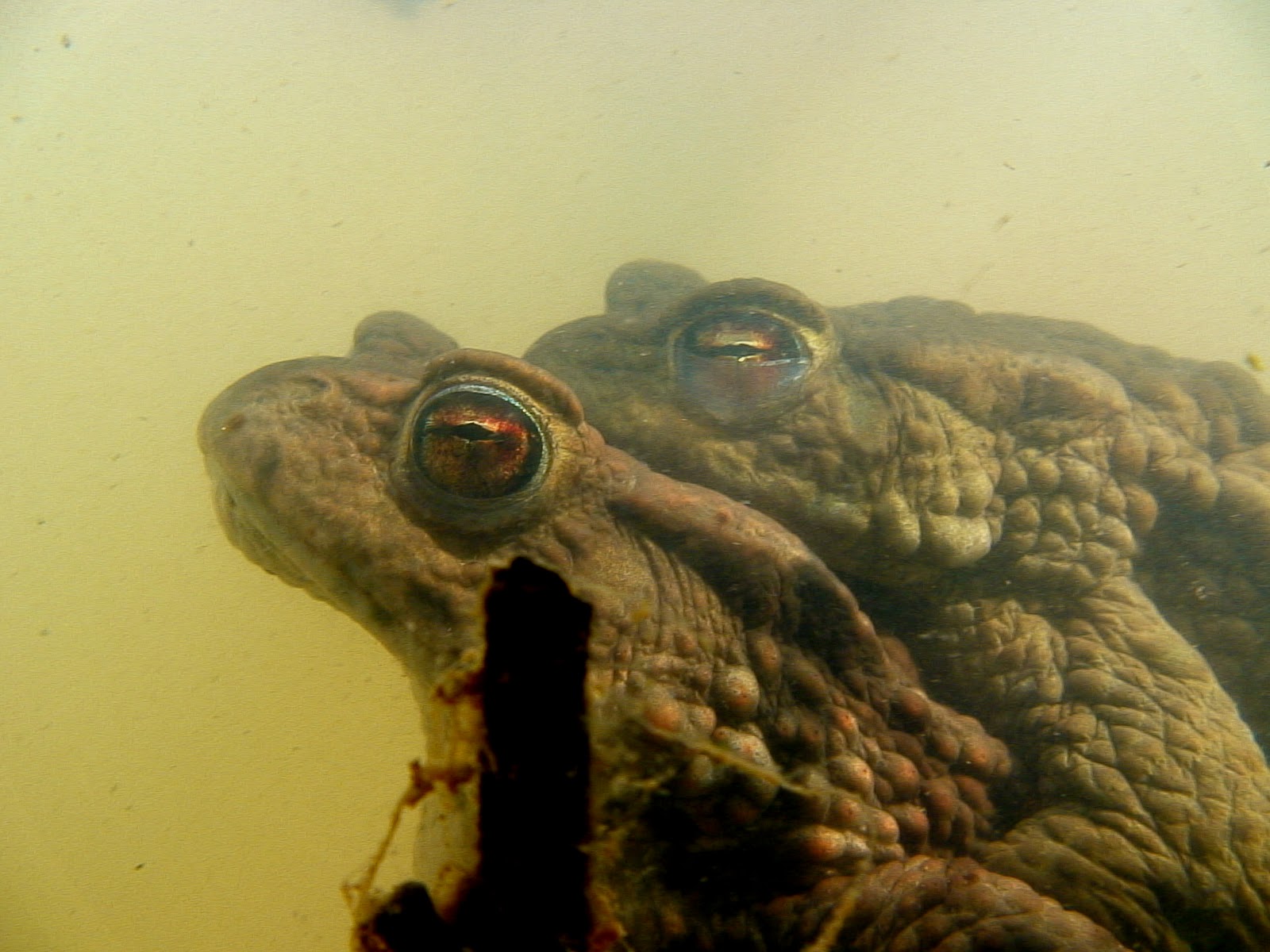 PF studio: Travaux SUB