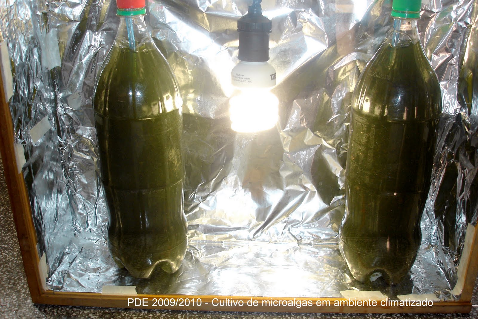 Cultivo de Microalgas em Fotobiorreatores: Nas águas dos lagos... Green ...