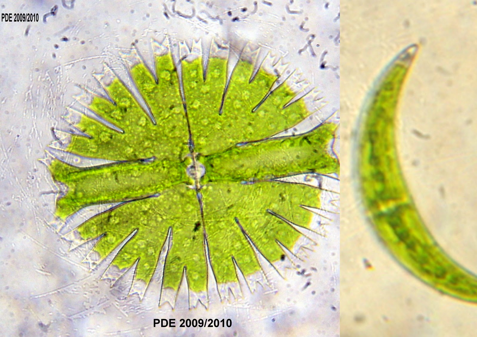 Cultivo de Microalgas em Fotobiorreatores: Diário de Bordo... Microalgas...