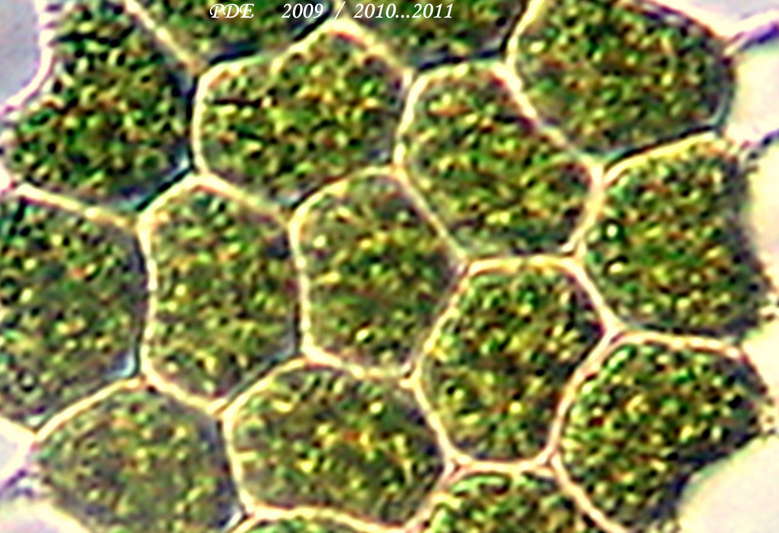 Cultivo de Microalgas em Fotobiorreatores: Nova microalga...