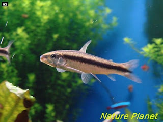 Ordem Characiformes ~ Nature Planet