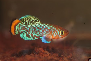 Killifishes ~ Nature Planet