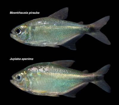 Nova espécie de Moenkhausia ~ Nature Planet