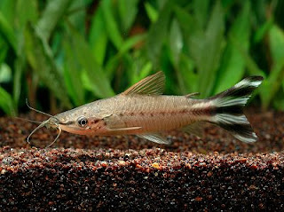 Família Callichthyidae ~ Nature Planet