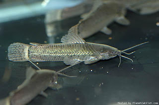 Família Callichthyidae ~ Nature Planet