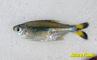 O gênero Moenkhausia ~ Nature Planet