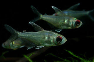 O gênero Moenkhausia ~ Nature Planet