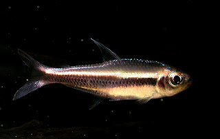 O gênero Moenkhausia ~ Nature Planet