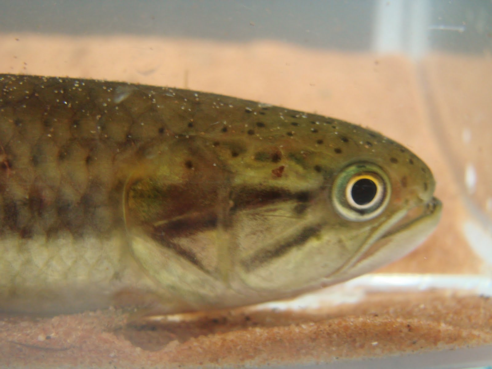 Expedição à Bacia do Rio Verde ~ Nature Planet