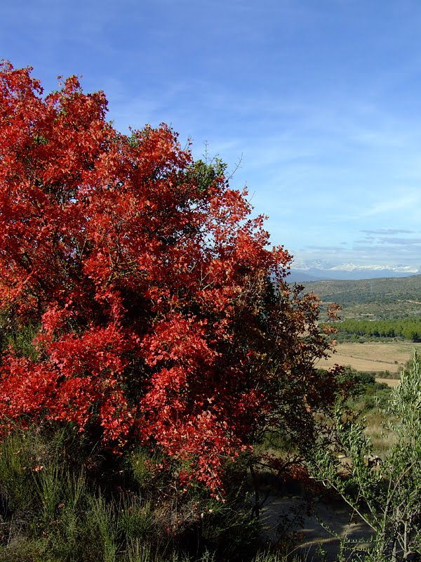 PASOS: noviembre 2010
