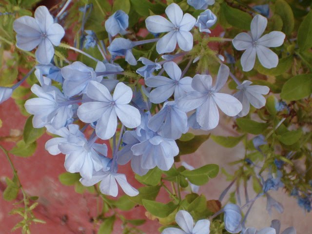 LA FAMILIA ACTIVA: Azulinas, o jazmín azul, de la terraza de Mª Cruz.