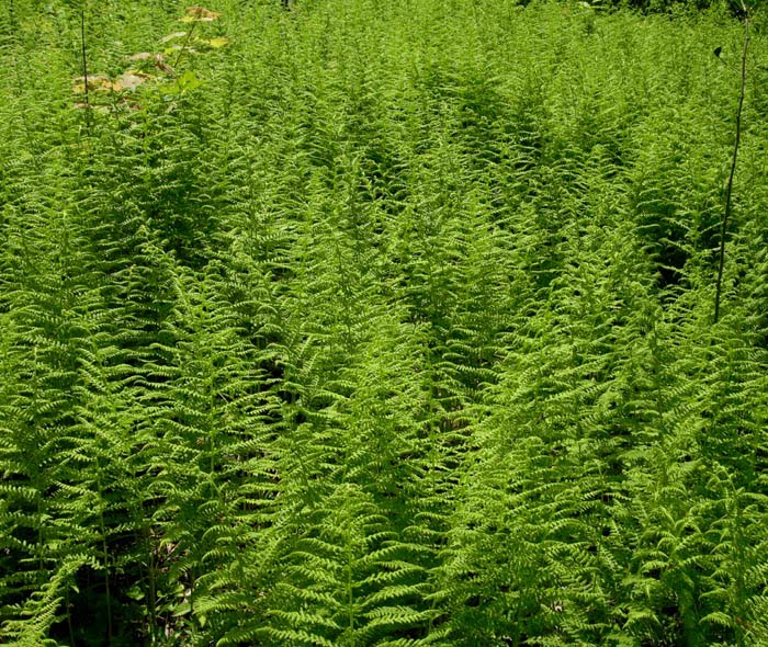 Studio and Garden: A Walk in the Woods: The Shapes of Ferns