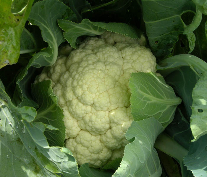Studio and Garden: Cauliflower, Four Ways