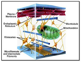 BIOLOGI ASYIK: SITOSKELETON