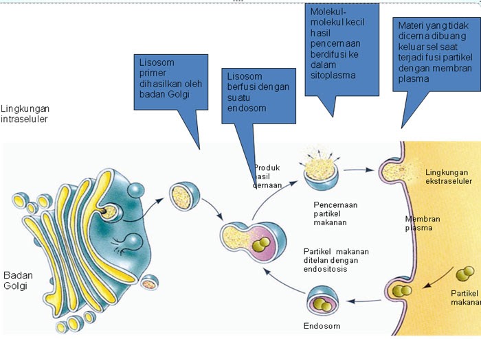 BIOLOGI ASYIK: LISOSOM DAN PEROKSISOM