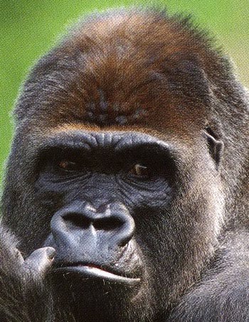 Texas Cryptid Hunter: Tool Use by Gorillas Documented