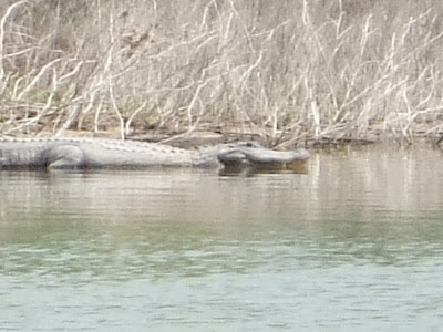 Texas Cryptid Hunter: New Photos of the Lampasas River Alligator