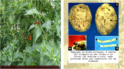 Manejo de pragas e doenças no cultivo orgânico: Preparados à base de ...