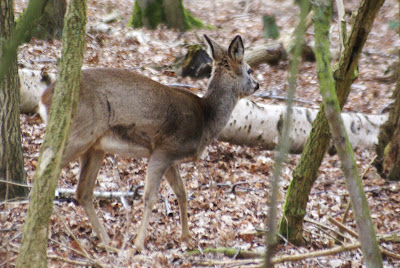 AMSTERDAMSE WATERLEIDINGDUINEN AWD: Dieren Doodschieten? OVP / AWD
