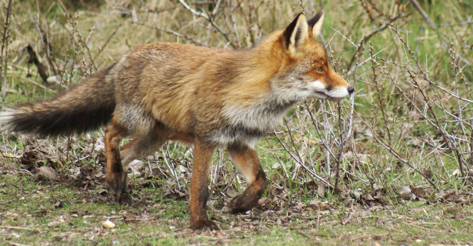 AMSTERDAMSE WATERLEIDINGDUINEN AWD: Vos Met Prooi (nieuwe lens)