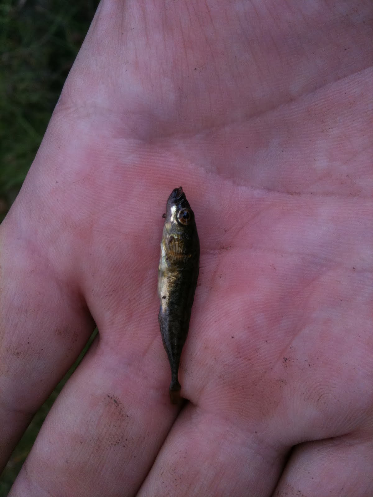 Fiskeligan: Småspigg!