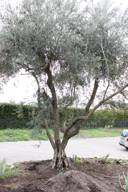 Big Olive Trees