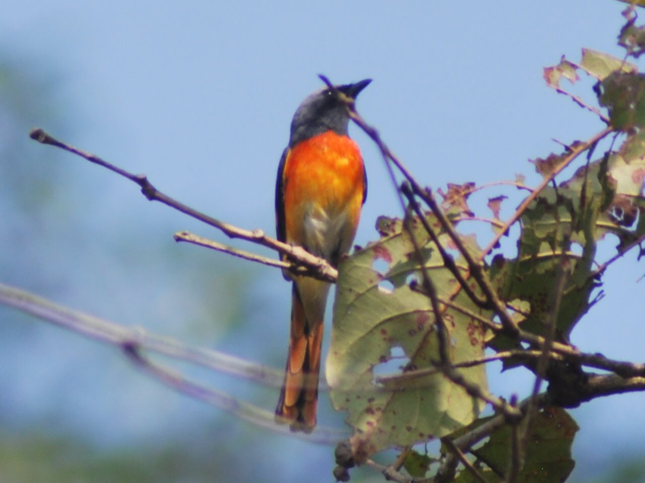 Iseebirds: Little minivet: birds on flame