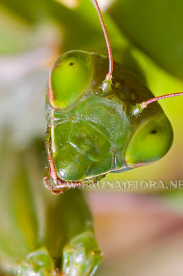 Fauna y flora: Mantis religiosa