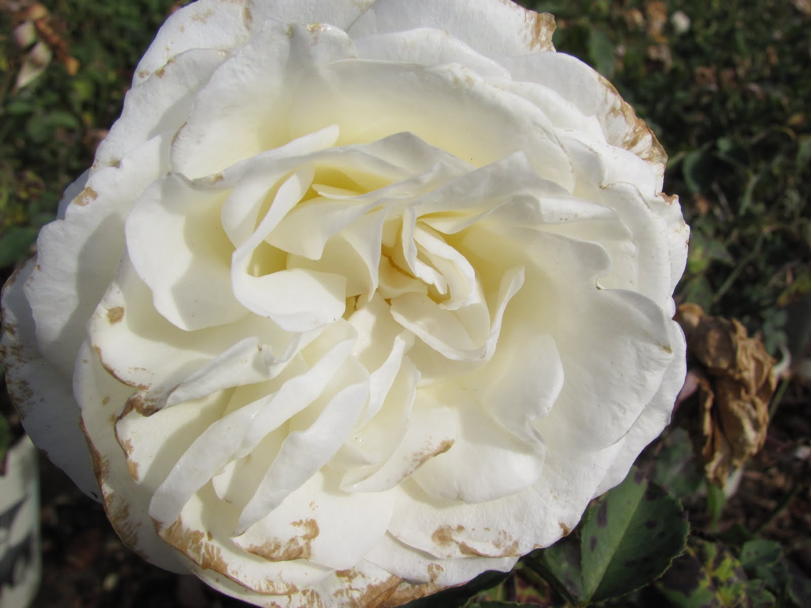 The joys of flowers: Fall Roses