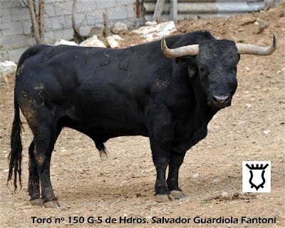 ESPAI TAURÍ: Toro de Guardiola para Mosqueruela