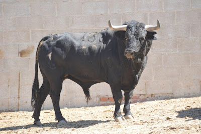 ESPAI TAURÍ: Toros para las capeas de Arganda del Rey