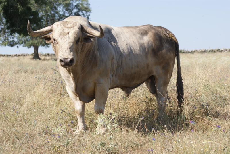 ESPAI TAURÍ: Aurelio Hernando en Moncofa