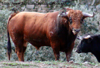 ESPAI TAURÍ: Toros de Román Sorando para Beas de Segura