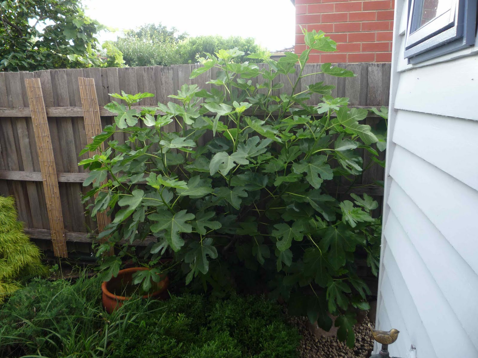 2020 A Year for Decisions: The Pom Pom tree